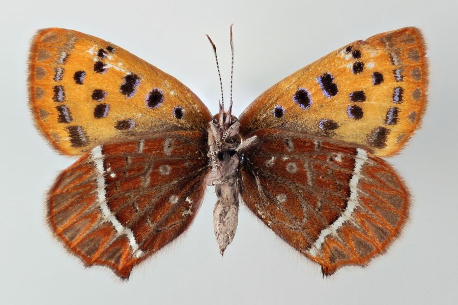 Lycaena pang - LepiWiki