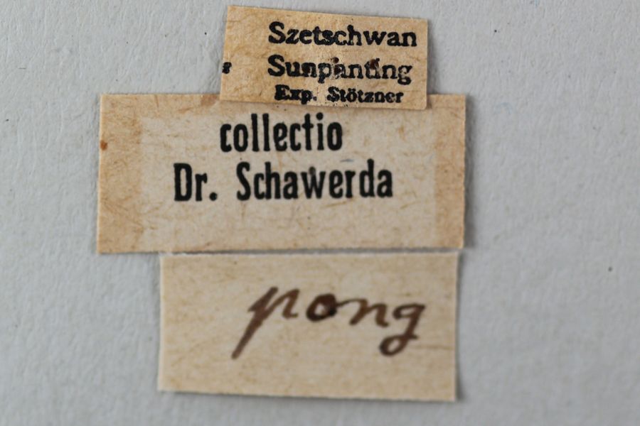 Lycaena pang - LepiWiki
